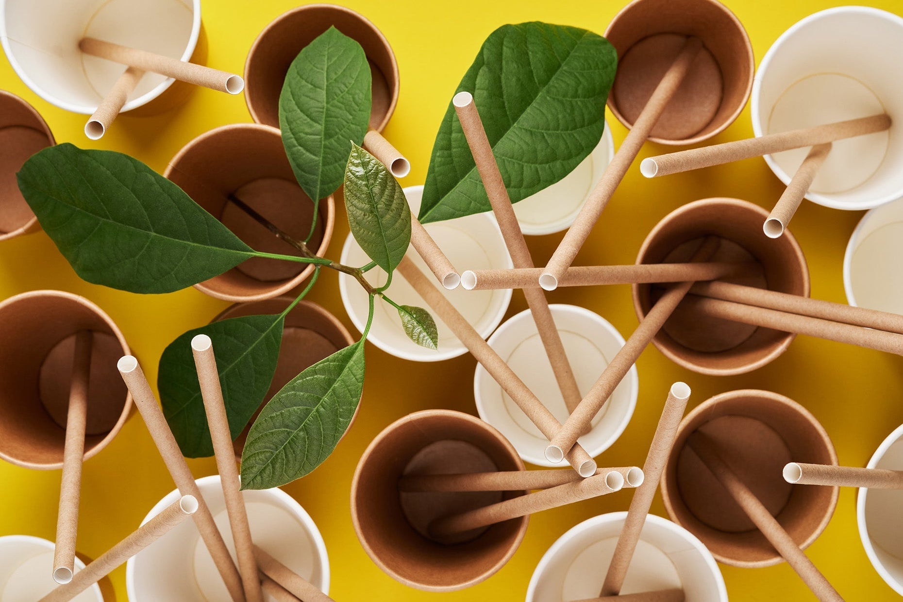 Materiales realmente biodegradables. ¡No te dejes engañar! – BIO ...